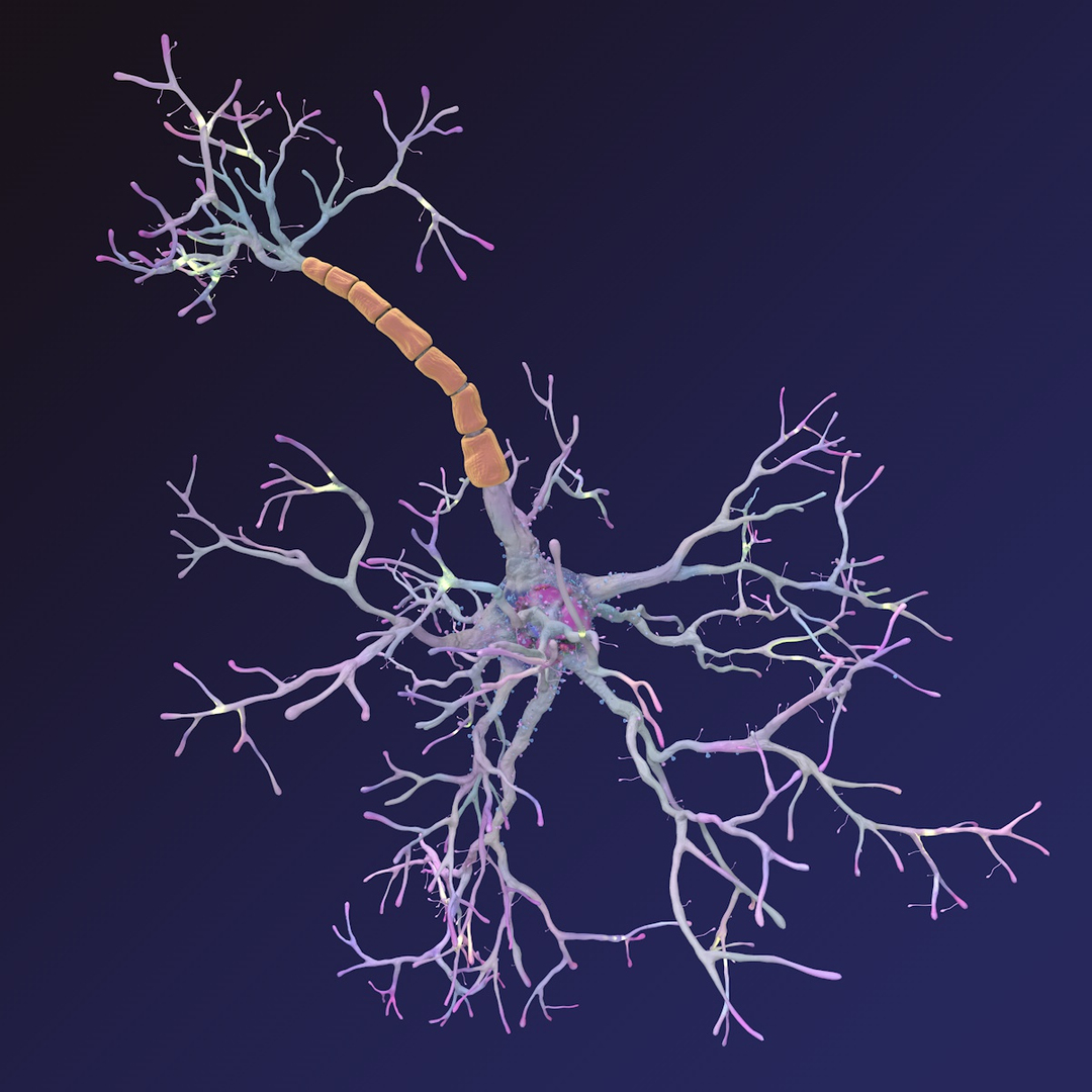 Neuron synapses receptors 3D model - TurboSquid 1184448