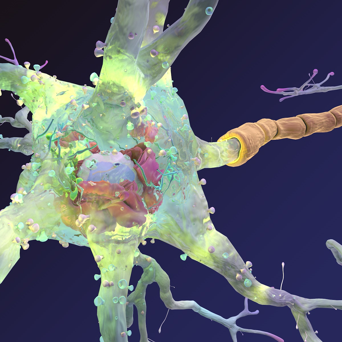 Neuron synapses receptors 3D model - TurboSquid 1184448