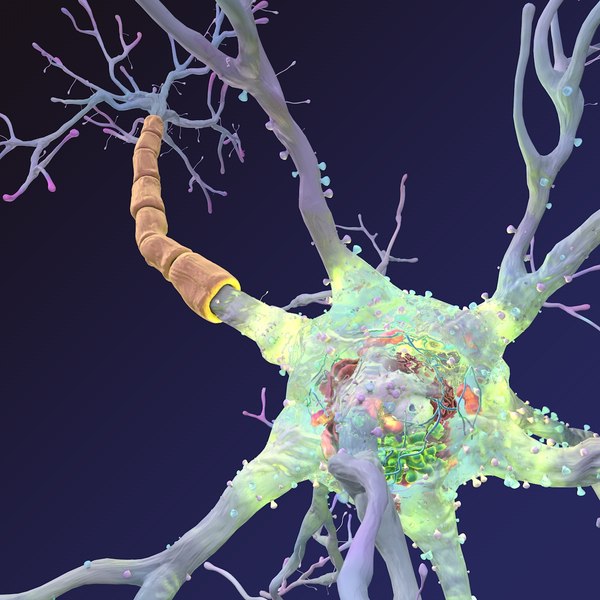 Neuron synapses receptors 3D model - TurboSquid 1184448