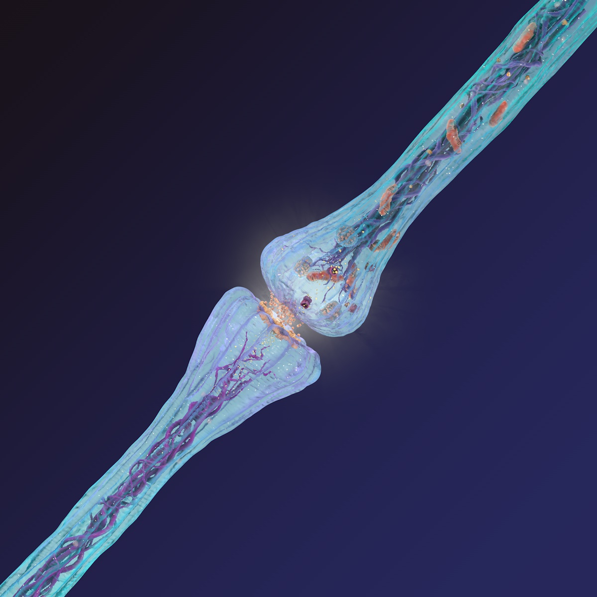 Neuron synapses receptors 3D model - TurboSquid 1184448