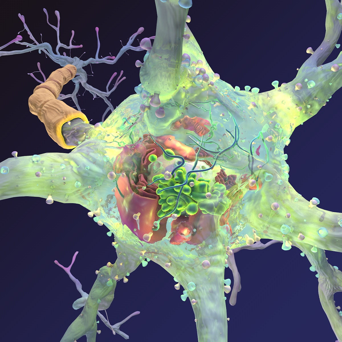 Neuron synapses receptors 3D model - TurboSquid 1184448
