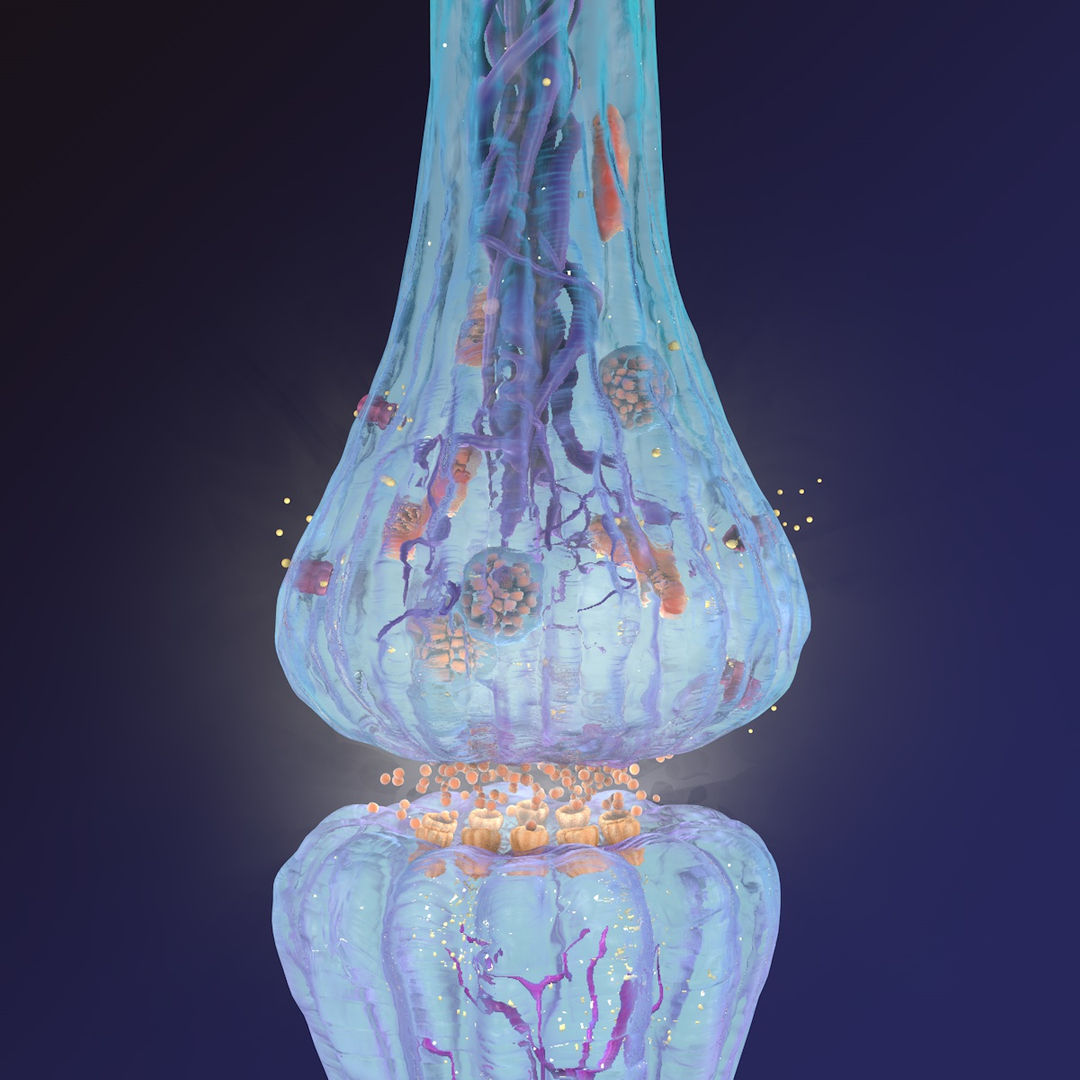 Neuron synapses receptors 3D model - TurboSquid 1184448