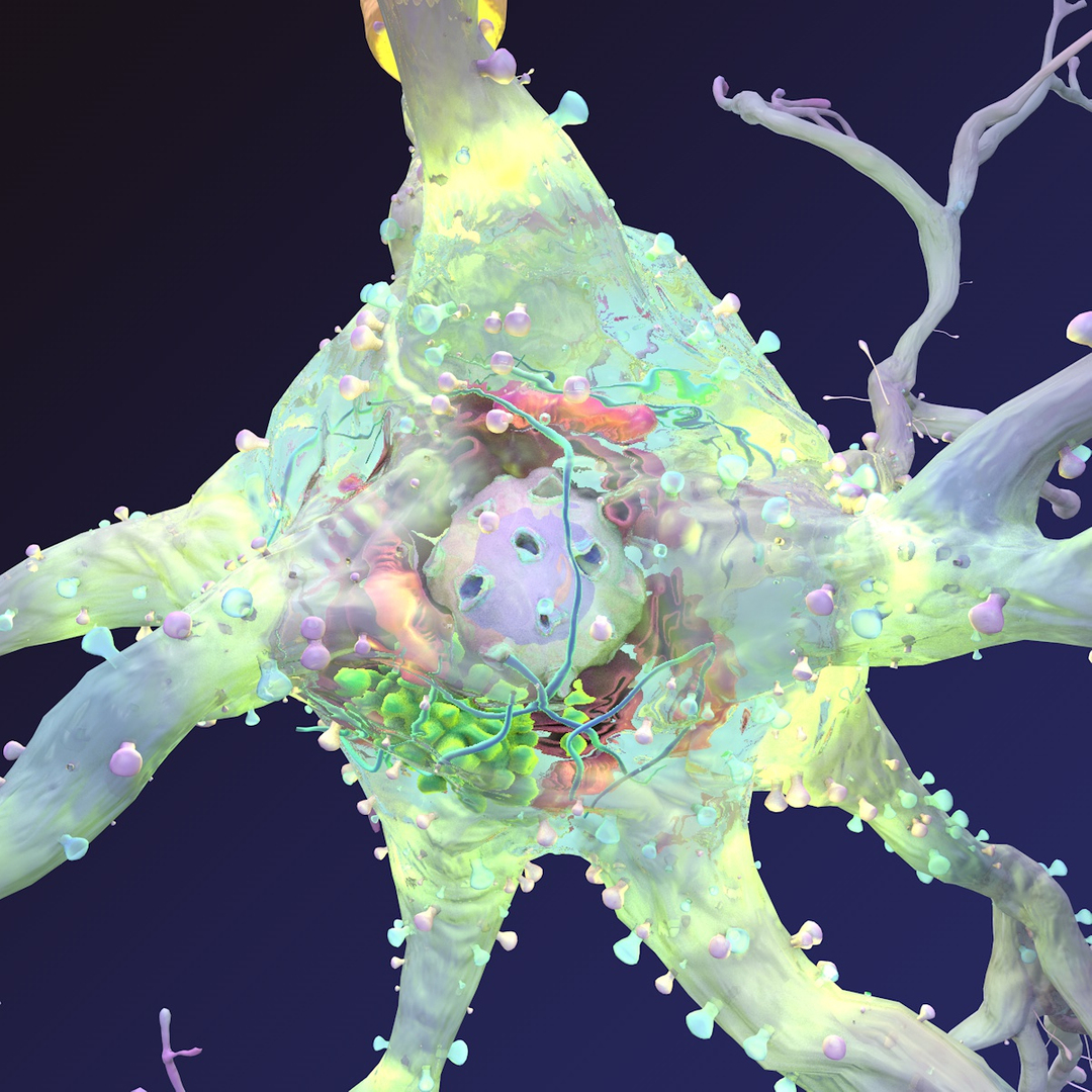 Neuron synapses receptors 3D model - TurboSquid 1184448