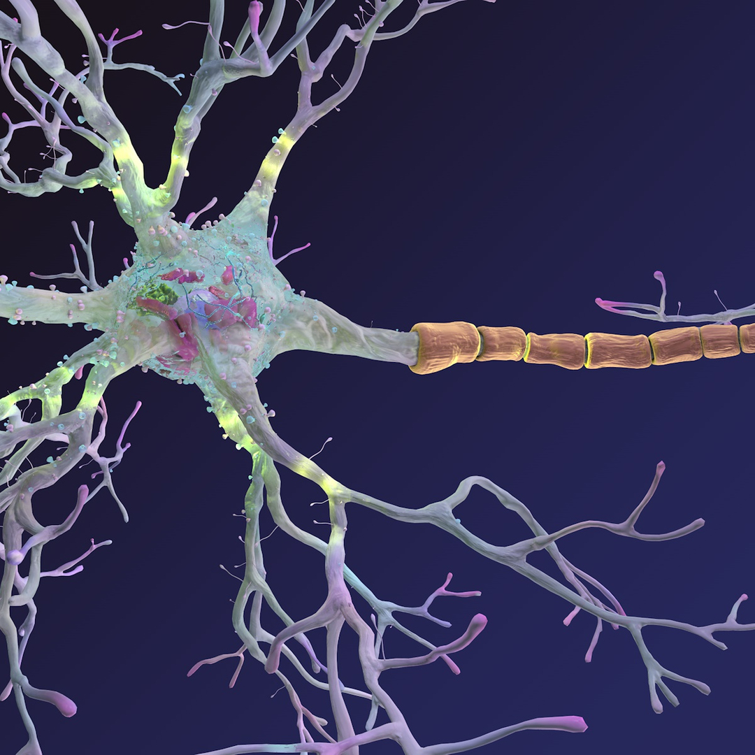 Conjunto de neurônios Modelo 3D - TurboSquid 1184448