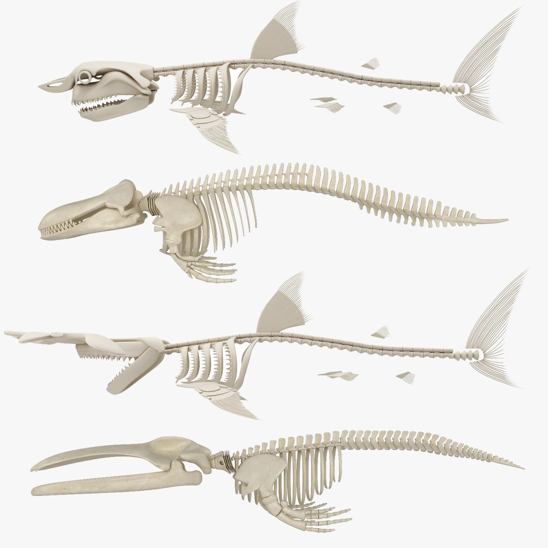 Shark Skeleton Anatomy