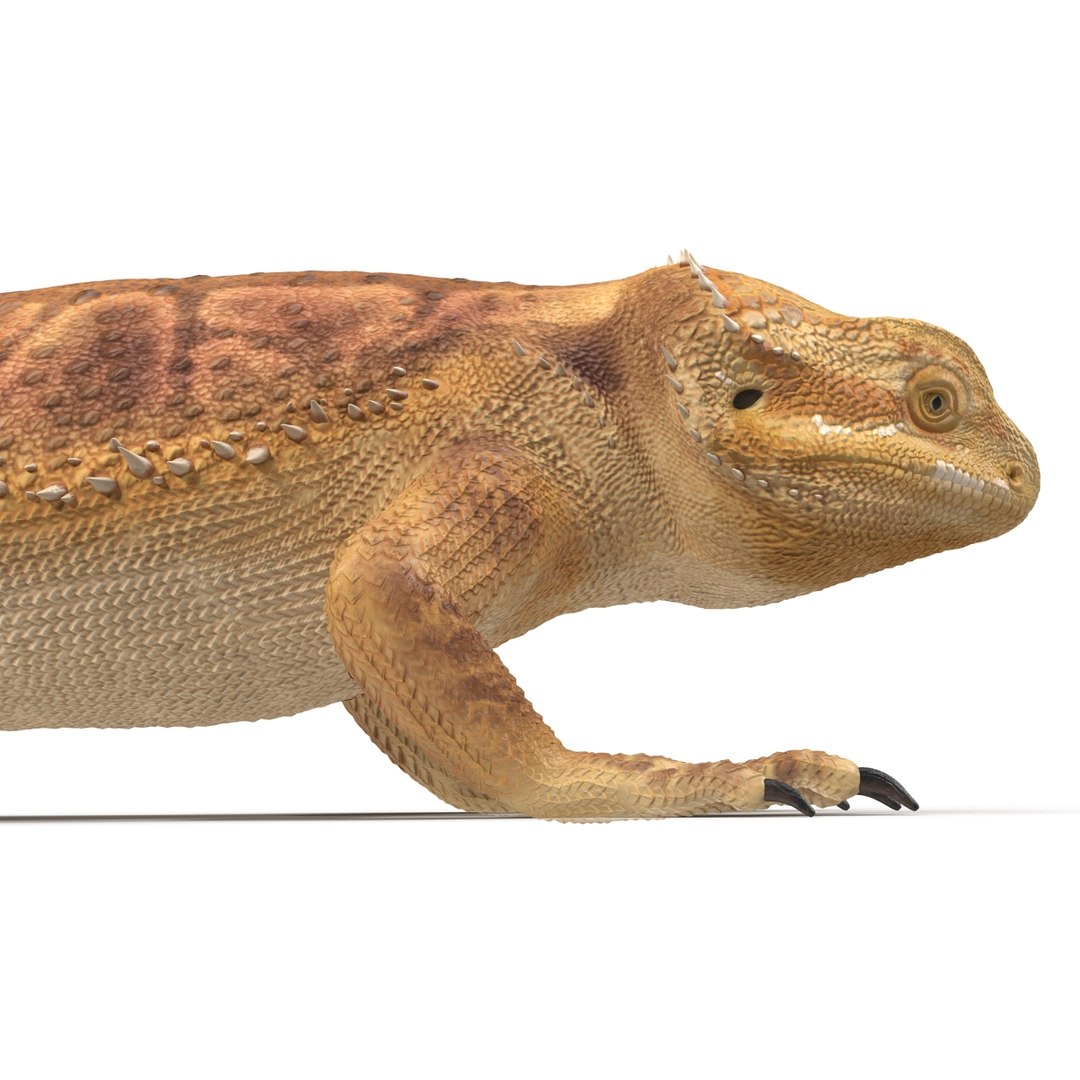 3D model lizards rigged - TurboSquid 1514812