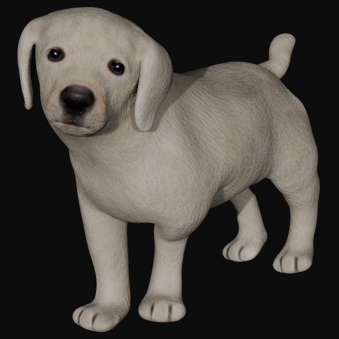 3D Model Fully Rigged Low Poly Labrador Puppy - TurboSquid 1751969