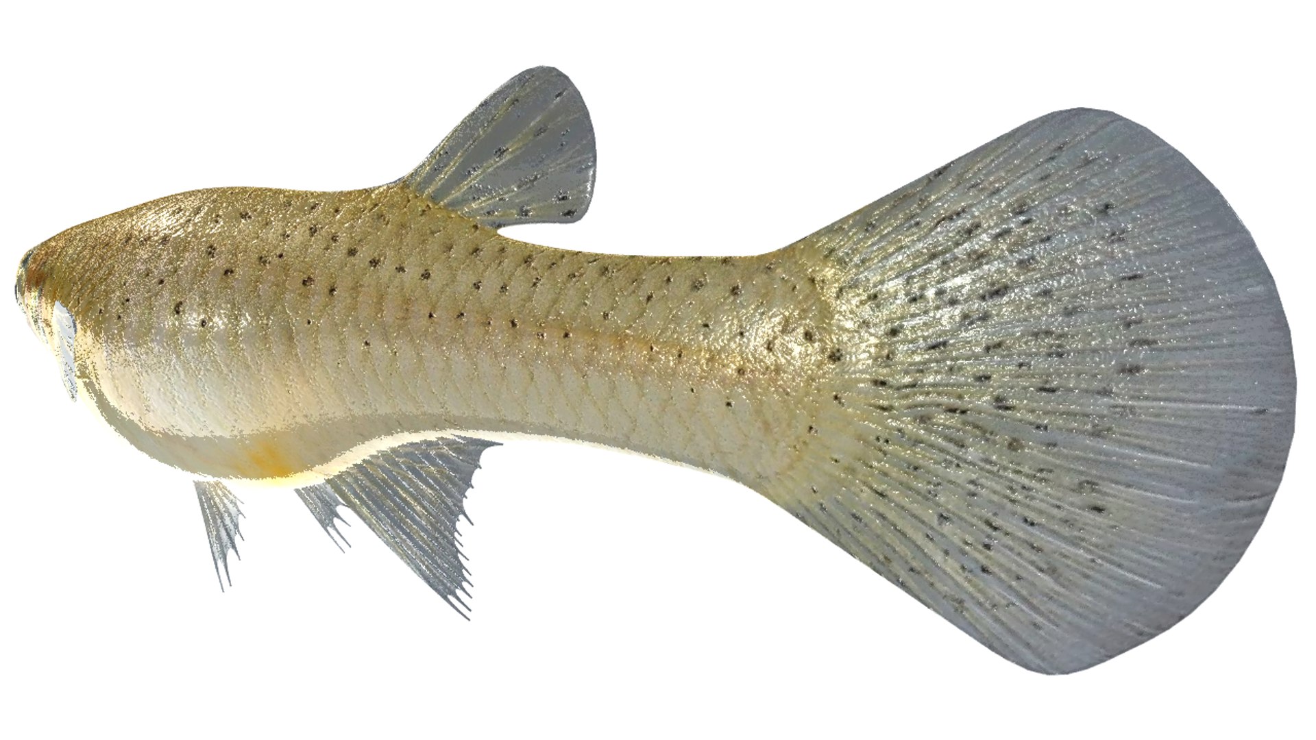 Gambusia Fish Species 3d Model