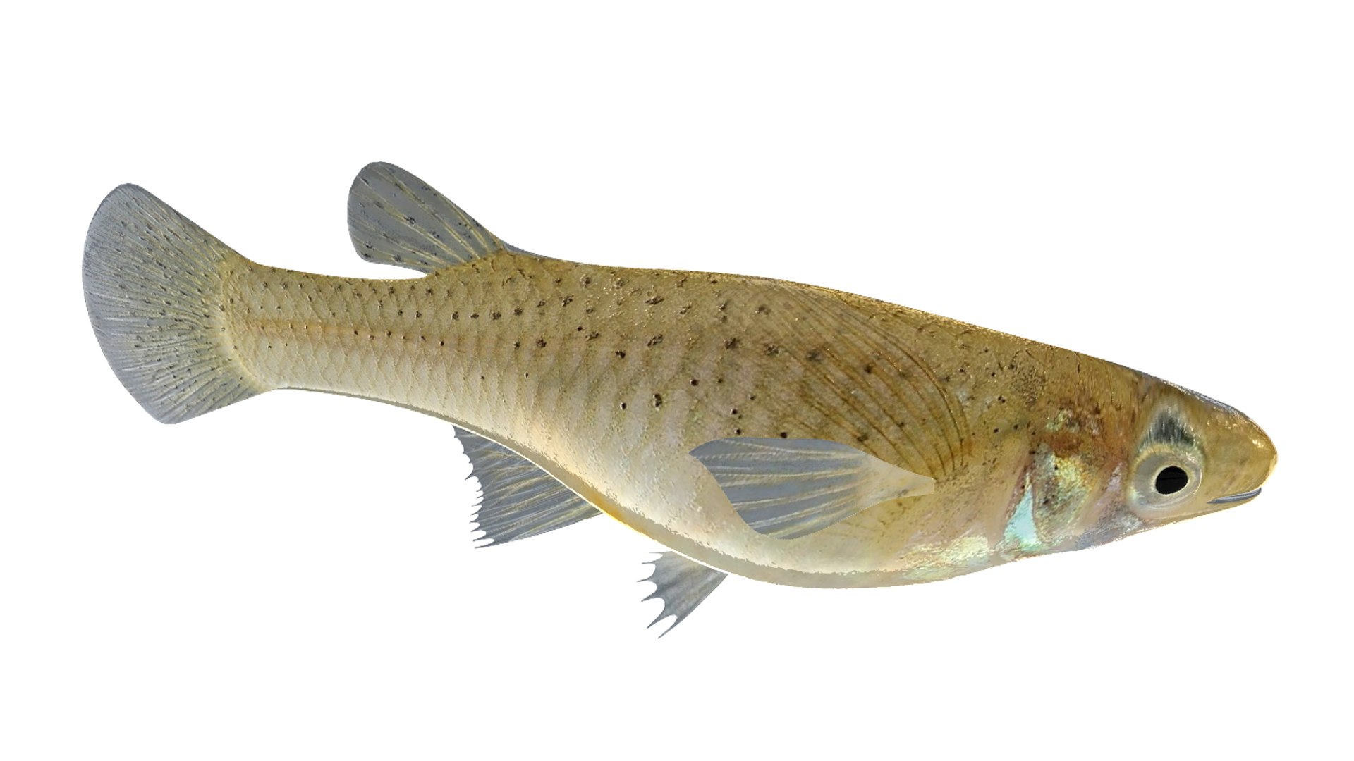 Gambusia Fish Species 3d Model