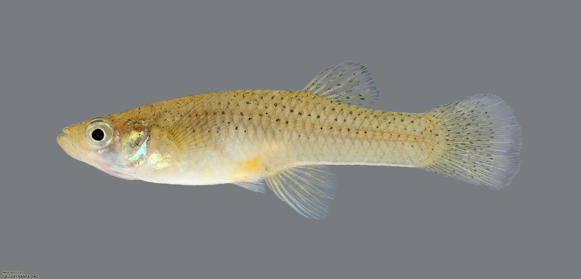 Gambusia Fish Species 3d Model