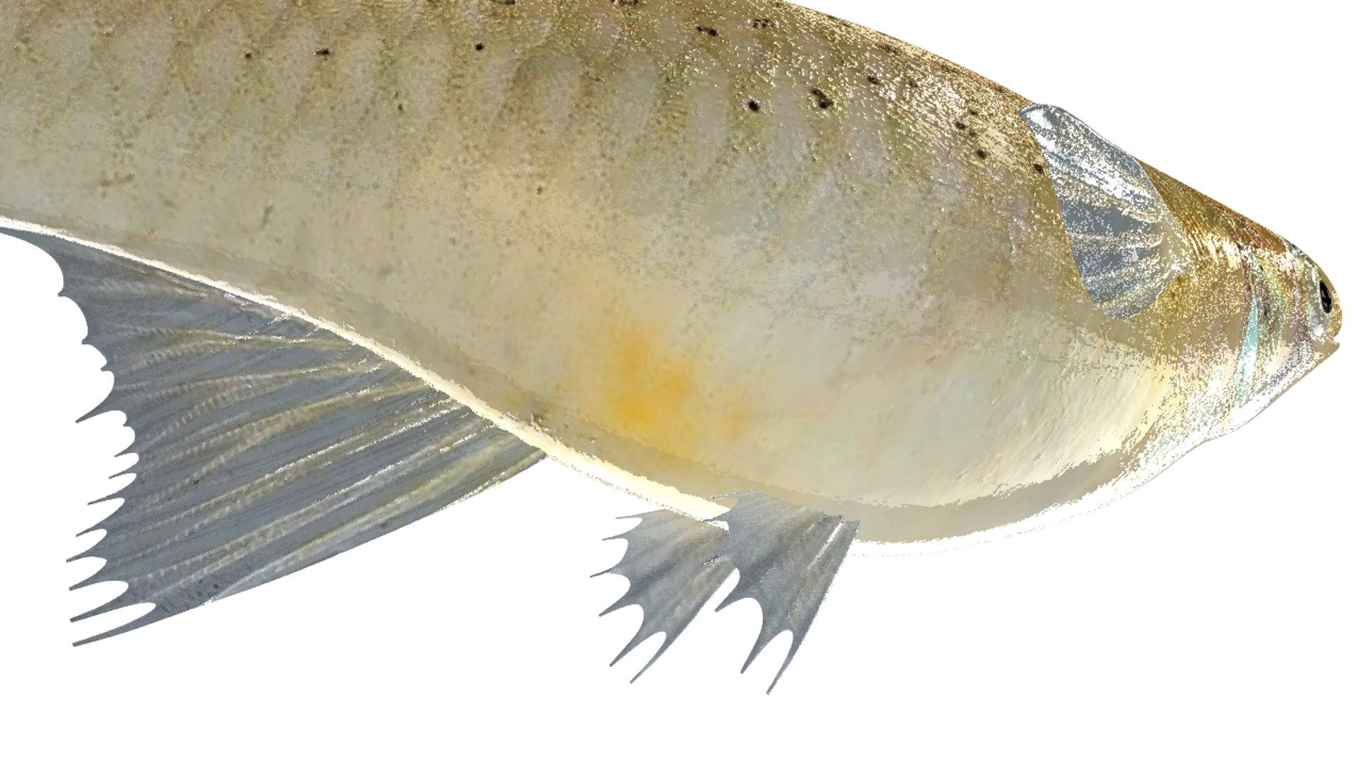 Gambusia Fish Species 3d Model