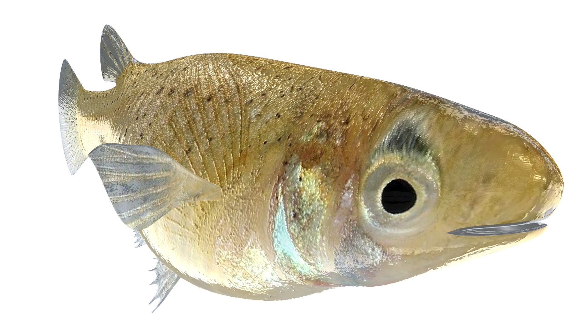 Gambusia Fish Species 3d Model