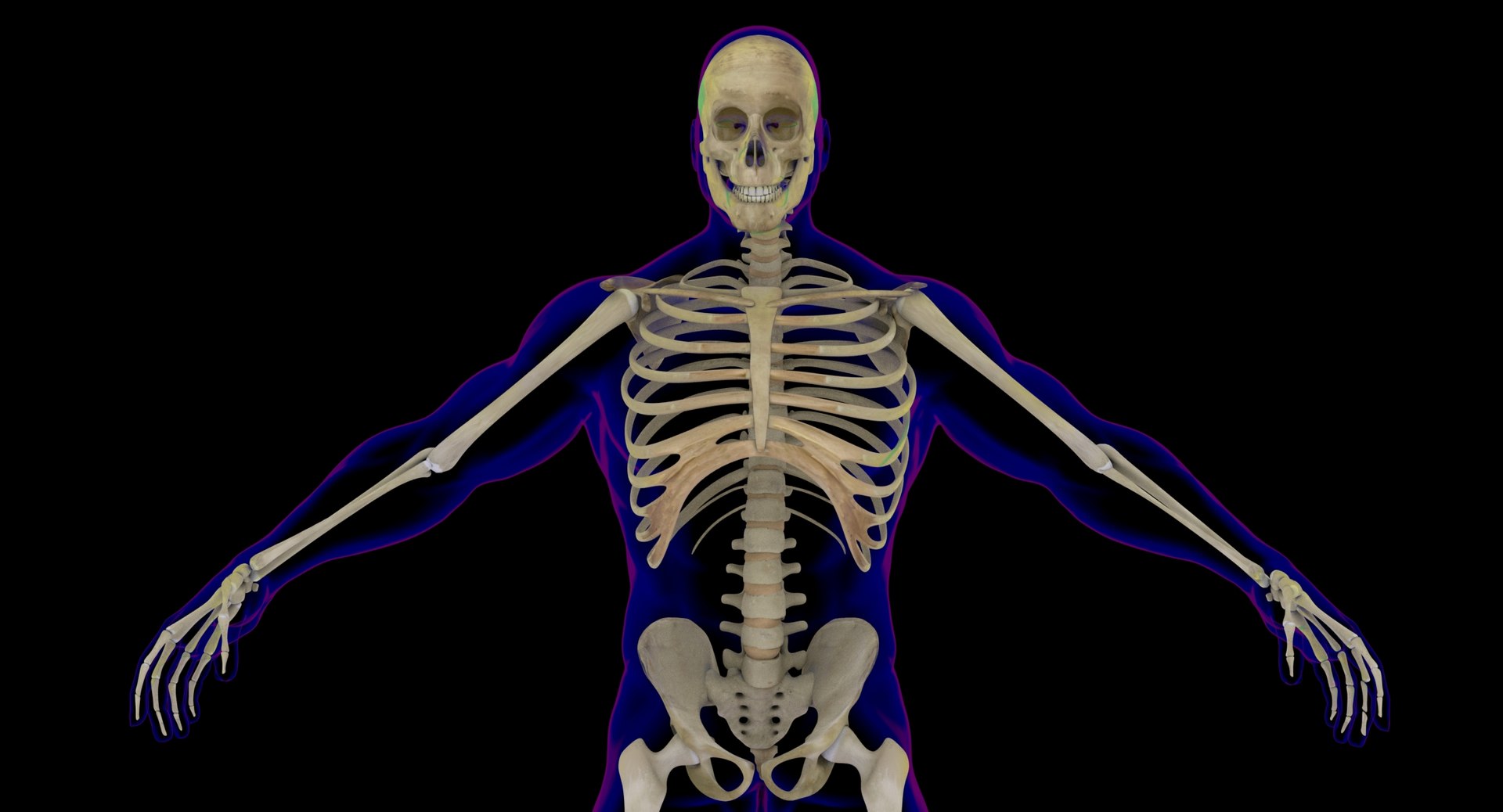 3d x-ray skeleton rigged realistic male model