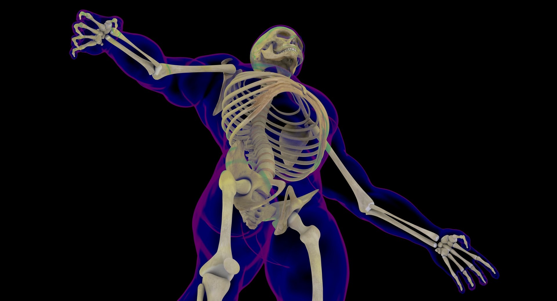 3d x-ray skeleton rigged realistic male model