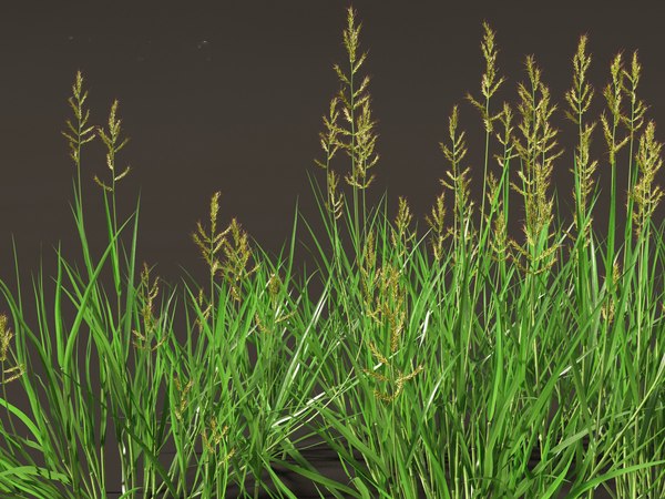 3D Millet Models | TurboSquid