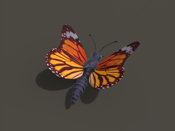 realistic butterfly rigged 3d model