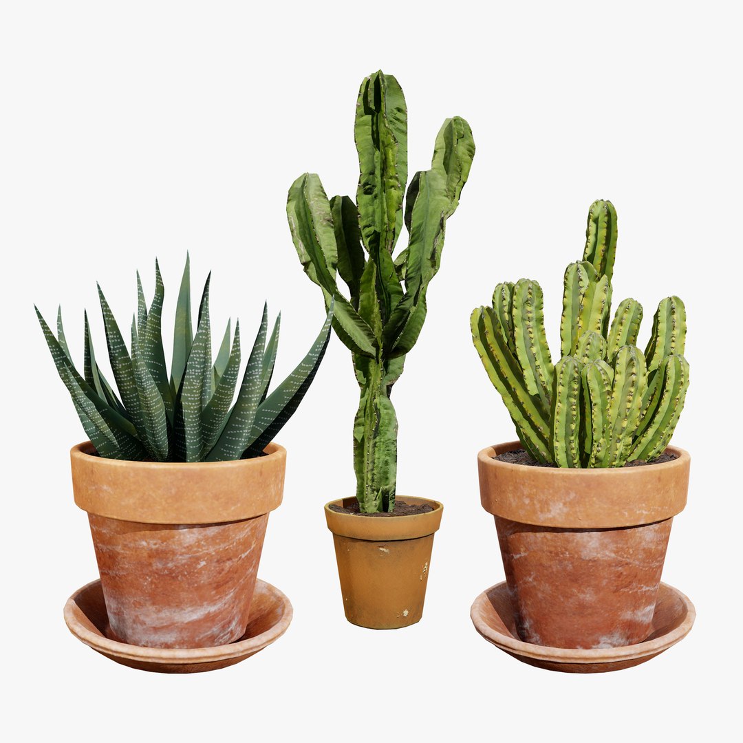 Cactus Trio 3d Model 3D Model - TurboSquid 2274524