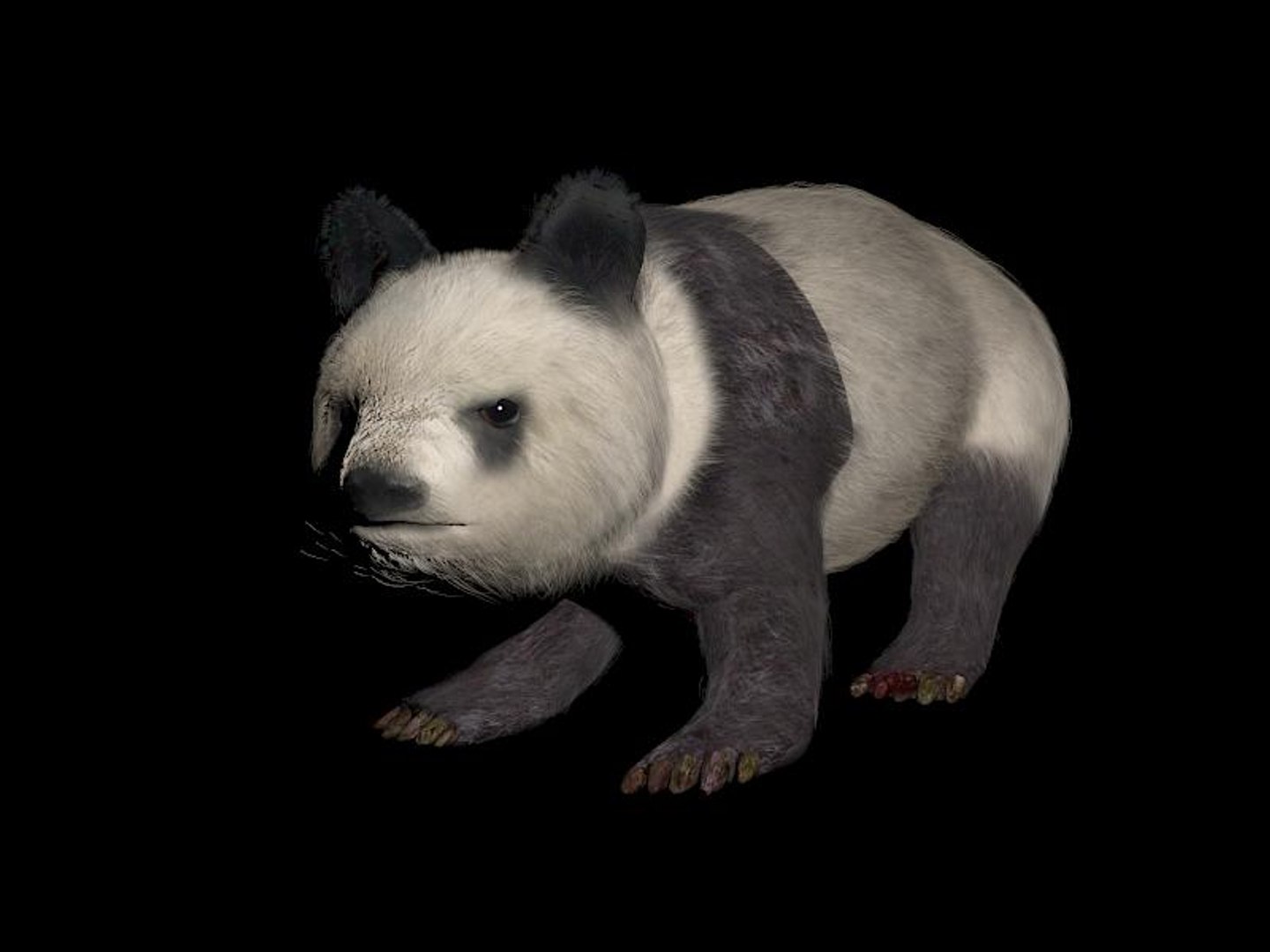 3D Model Fur Animations - TurboSquid 1212923