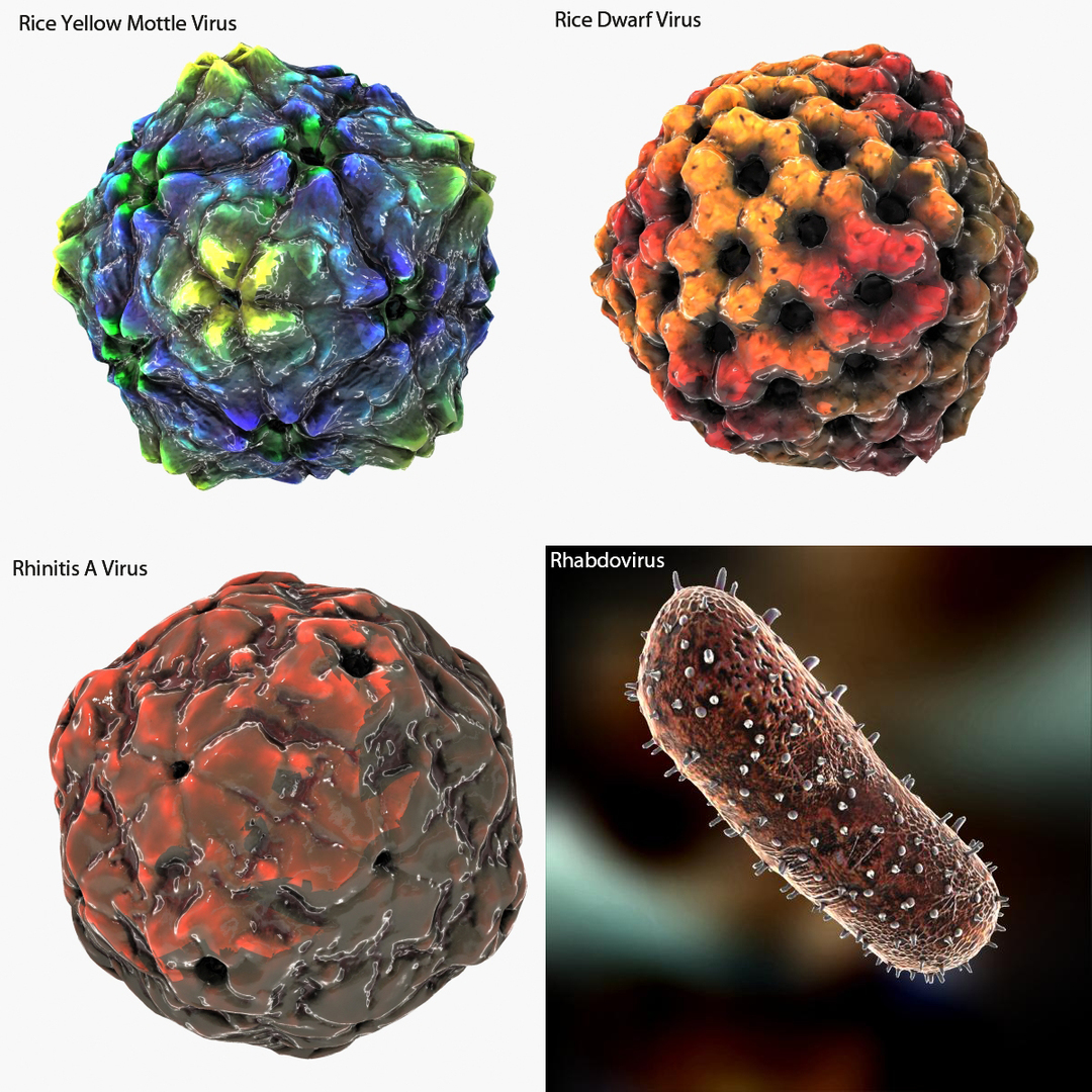 3d virus hiv human model