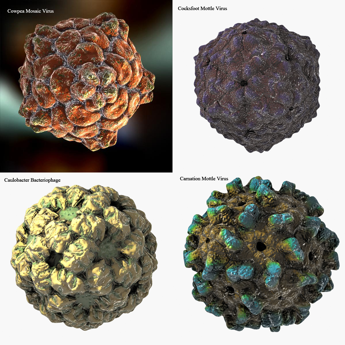 3d virus hiv human model