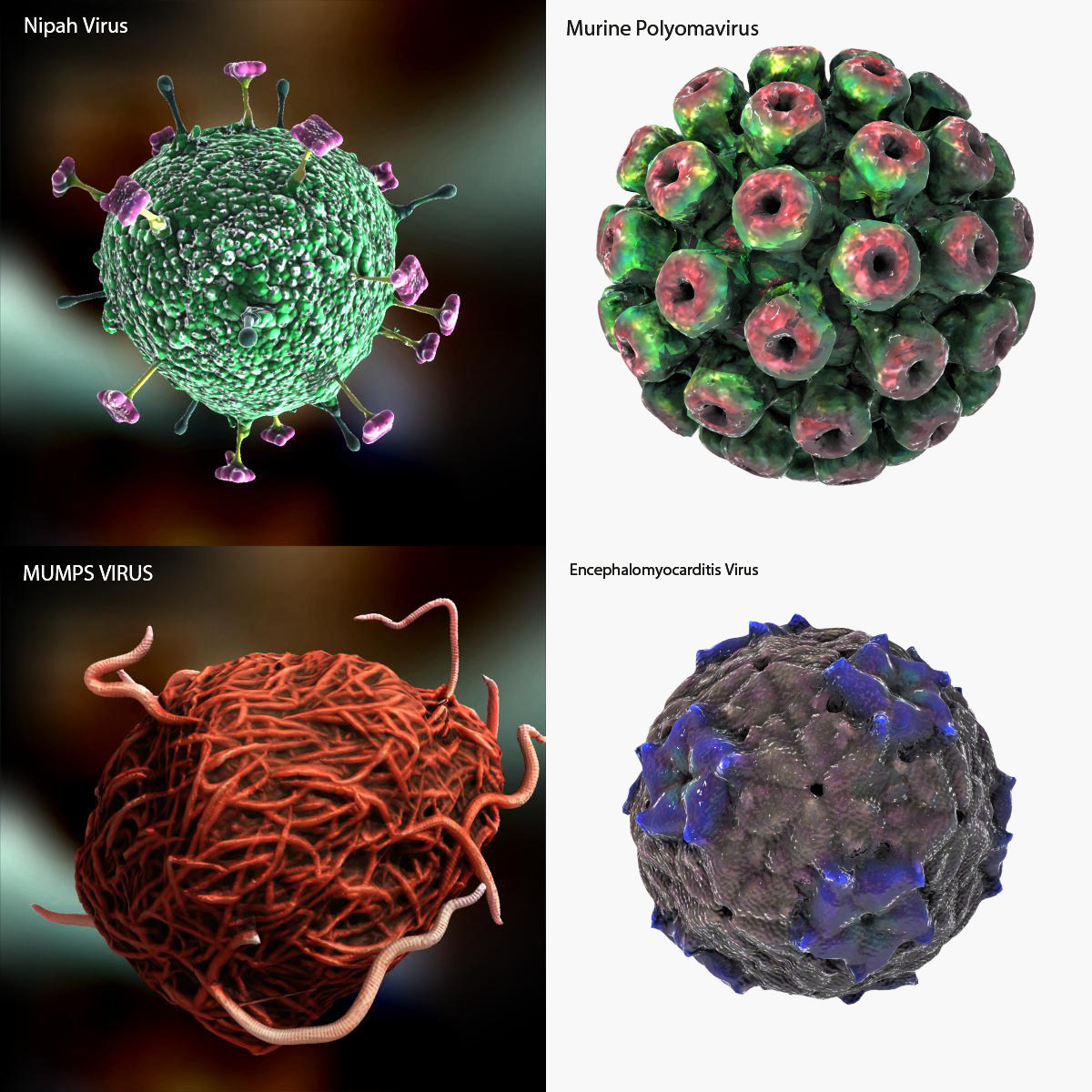 3d virus hiv human model