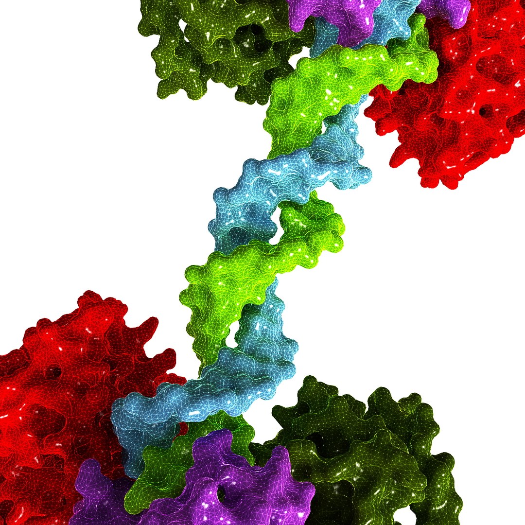3d Human Parp-1 Dna Strand Model 3d Human Parp-1 Dna Strand Model