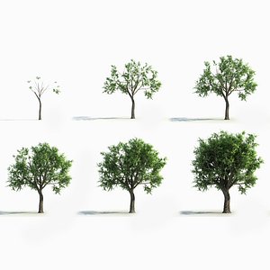 animated tree growing
