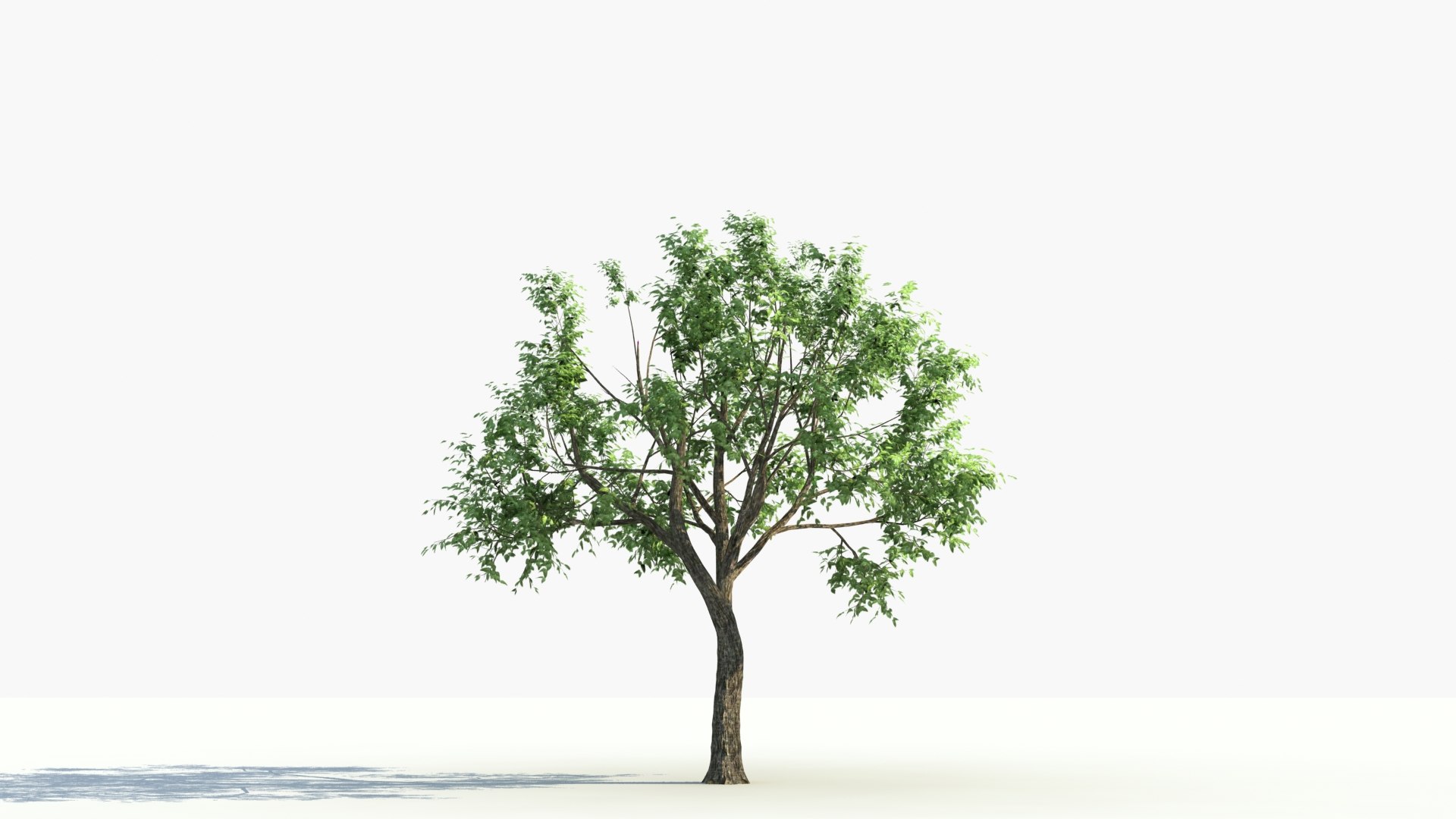 3D Model Big Tree Grow - TurboSquid 1636622