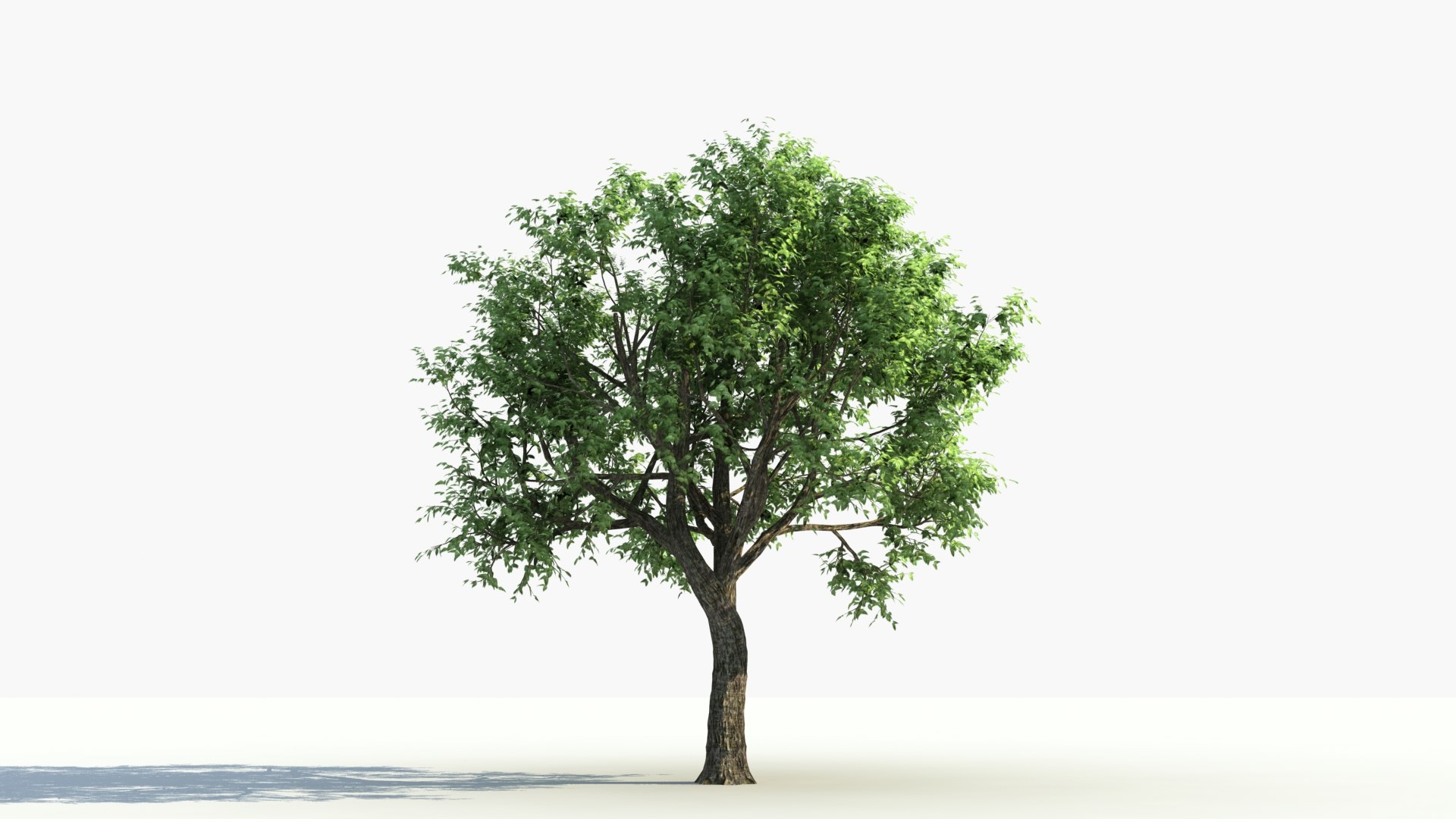 3D Model Big Tree Grow - TurboSquid 1636622