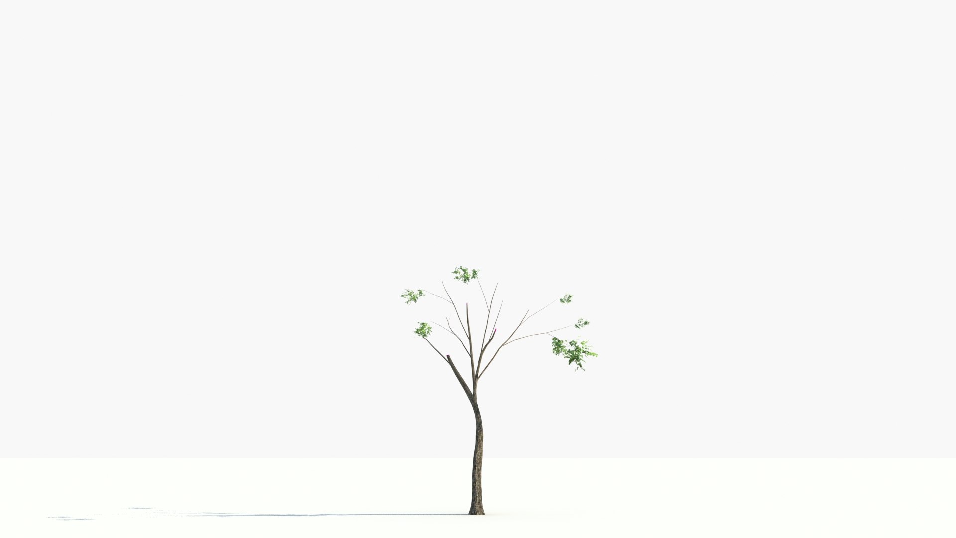 3D Model Big Tree Grow - TurboSquid 1636622