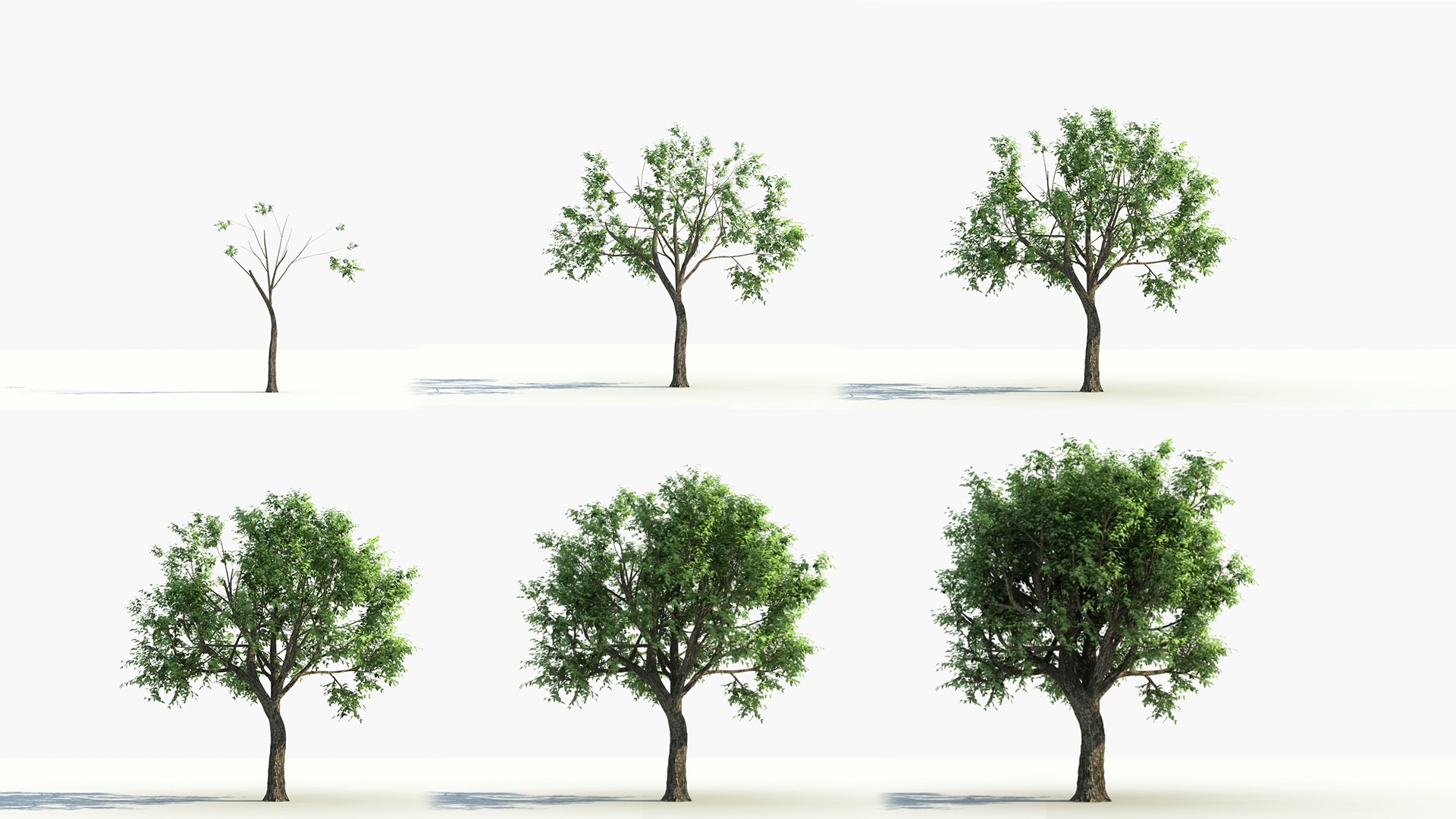 3D Model Big Tree Grow - TurboSquid 1636622