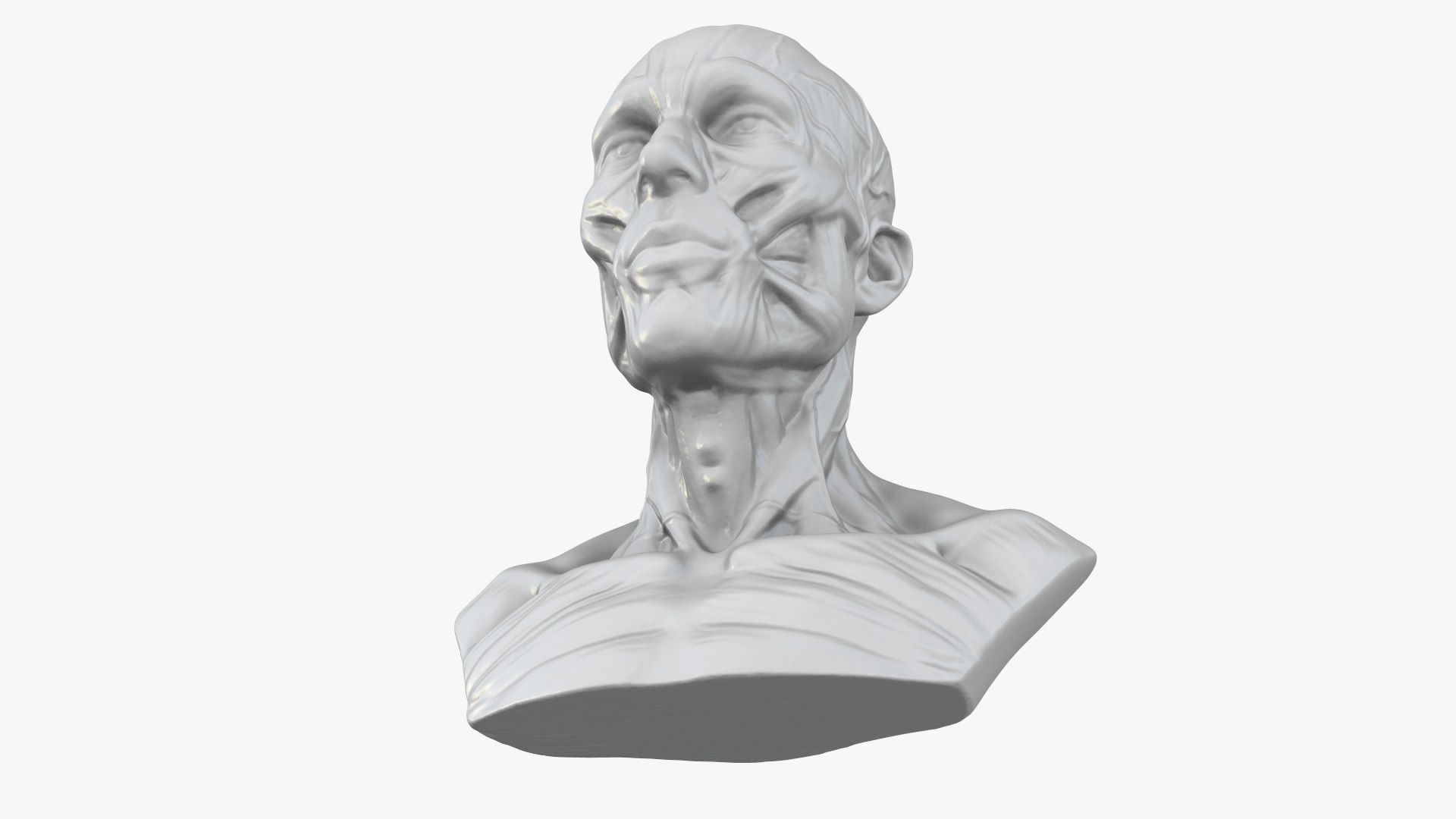 Human Head Anatomy 3D model - TurboSquid 1837458