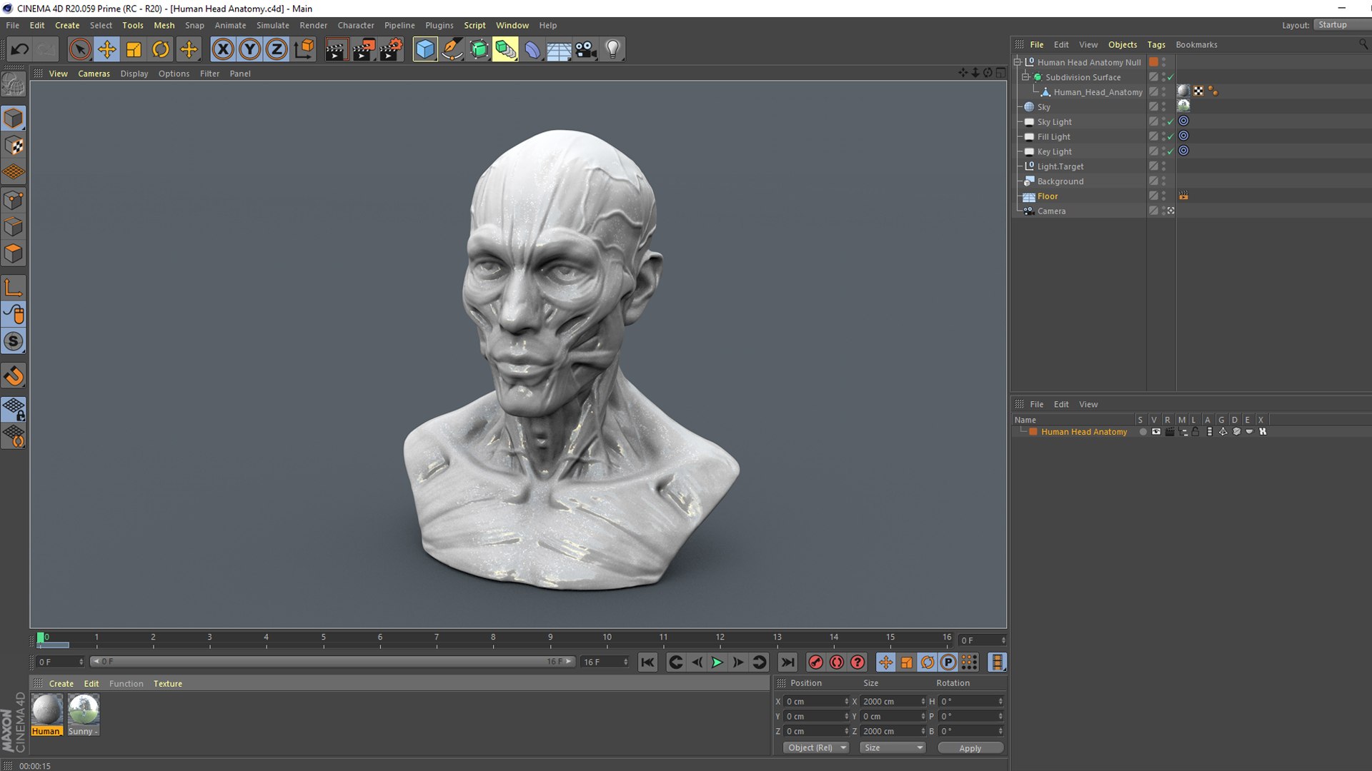 Human Head Anatomy 3D model - TurboSquid 1837458
