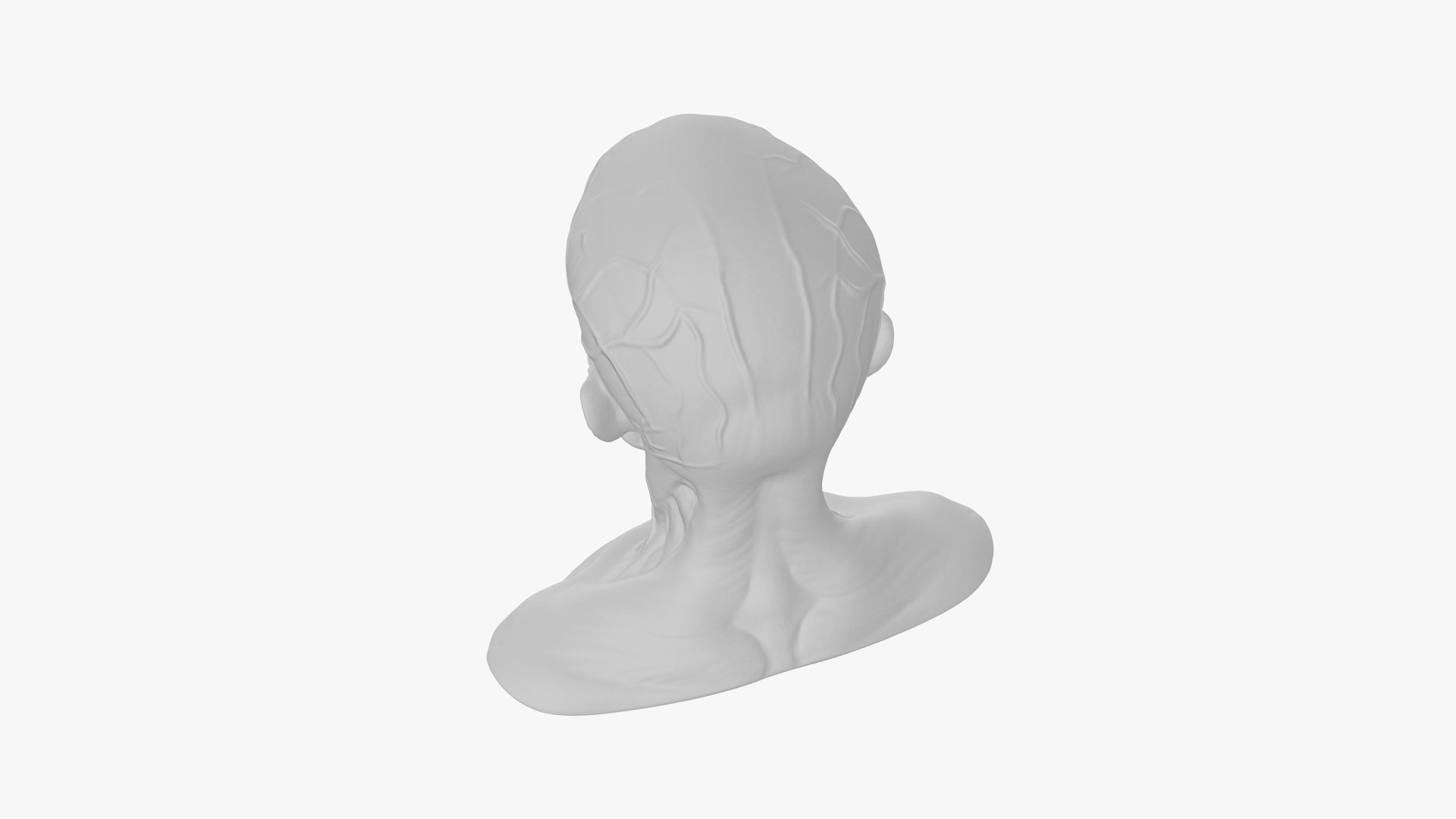 Human Head Anatomy 3D model - TurboSquid 1837458