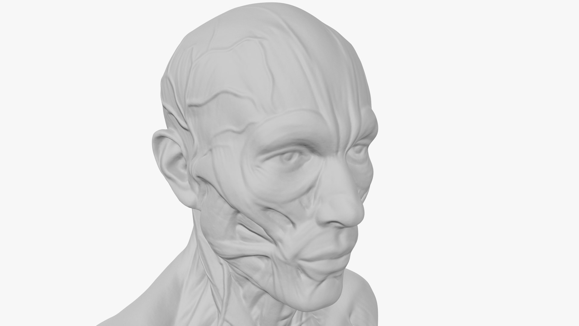 Human Head Anatomy 3D model - TurboSquid 1837458