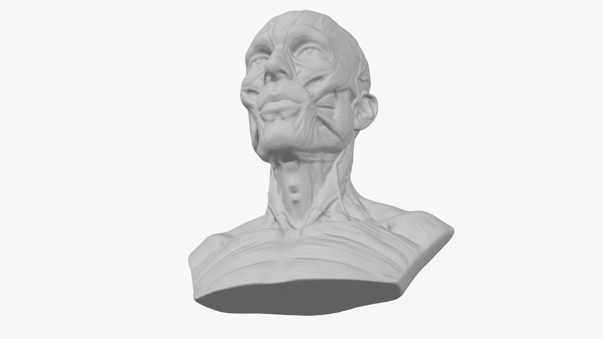 Human Head Anatomy 3D model - TurboSquid 1837458