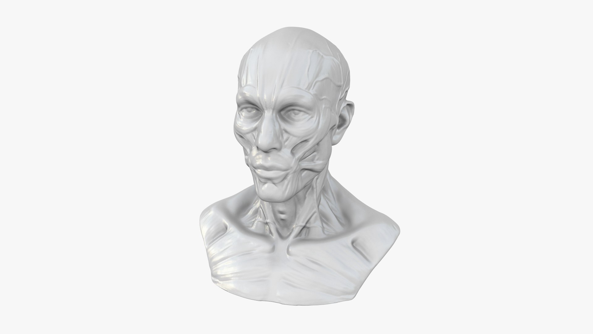 Human Head Anatomy 3D model - TurboSquid 1837458
