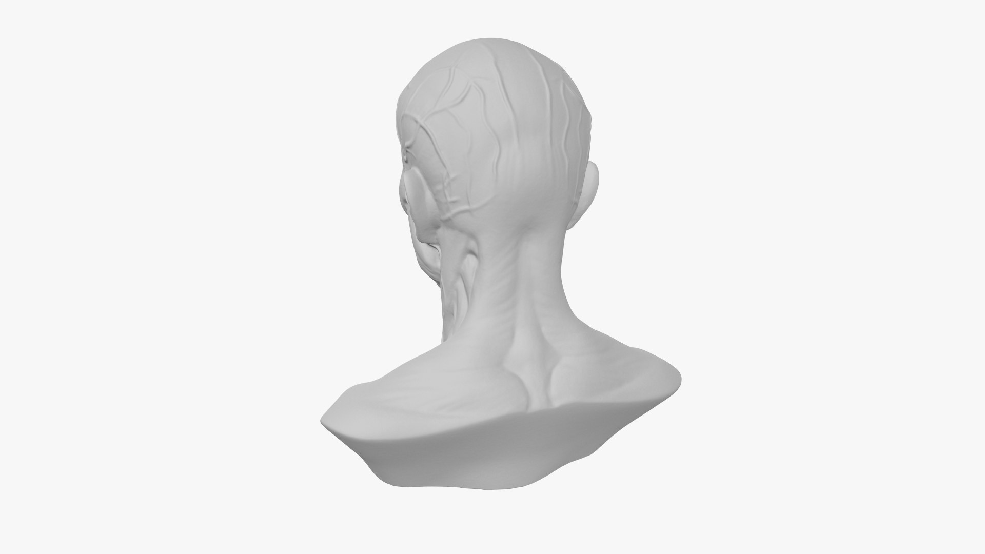 Human Head Anatomy 3D model - TurboSquid 1837458