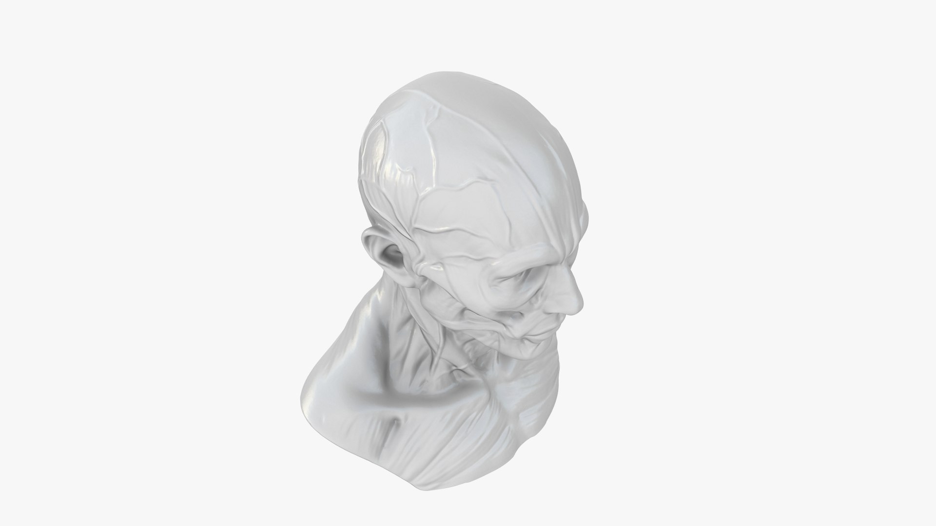 Human Head Anatomy 3D model - TurboSquid 1837458