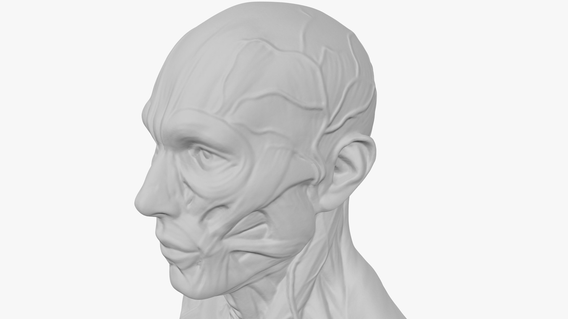Human Head Anatomy 3D model - TurboSquid 1837458