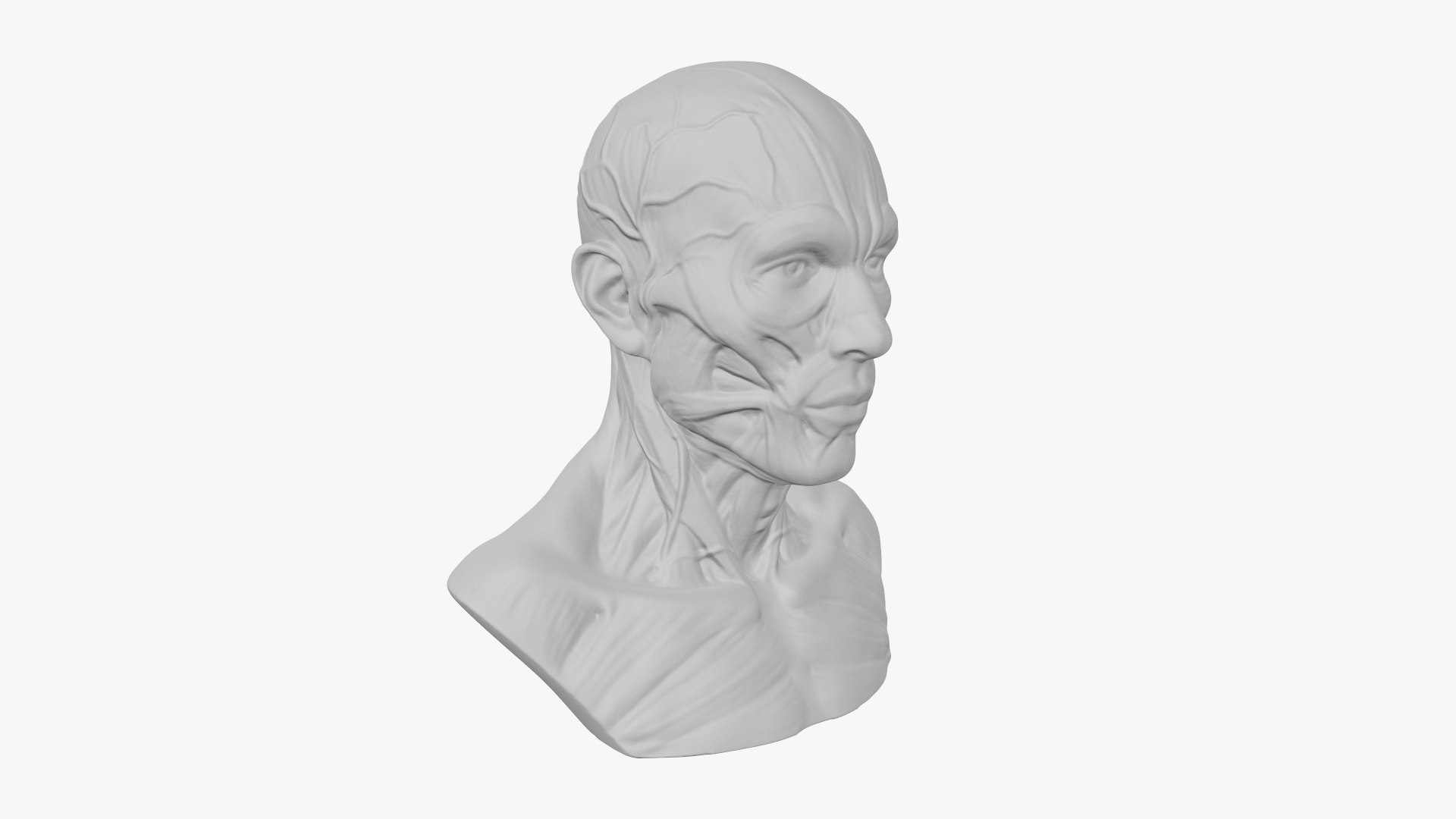 Human Head Anatomy 3D model - TurboSquid 1837458