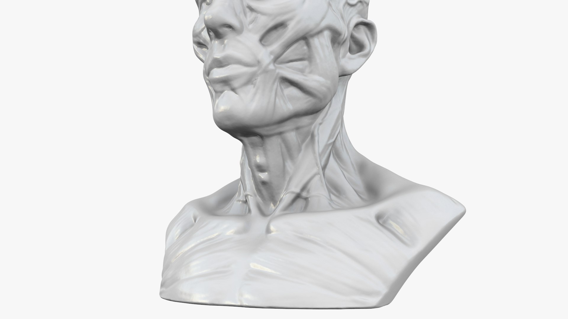 Human Head Anatomy 3D model - TurboSquid 1837458