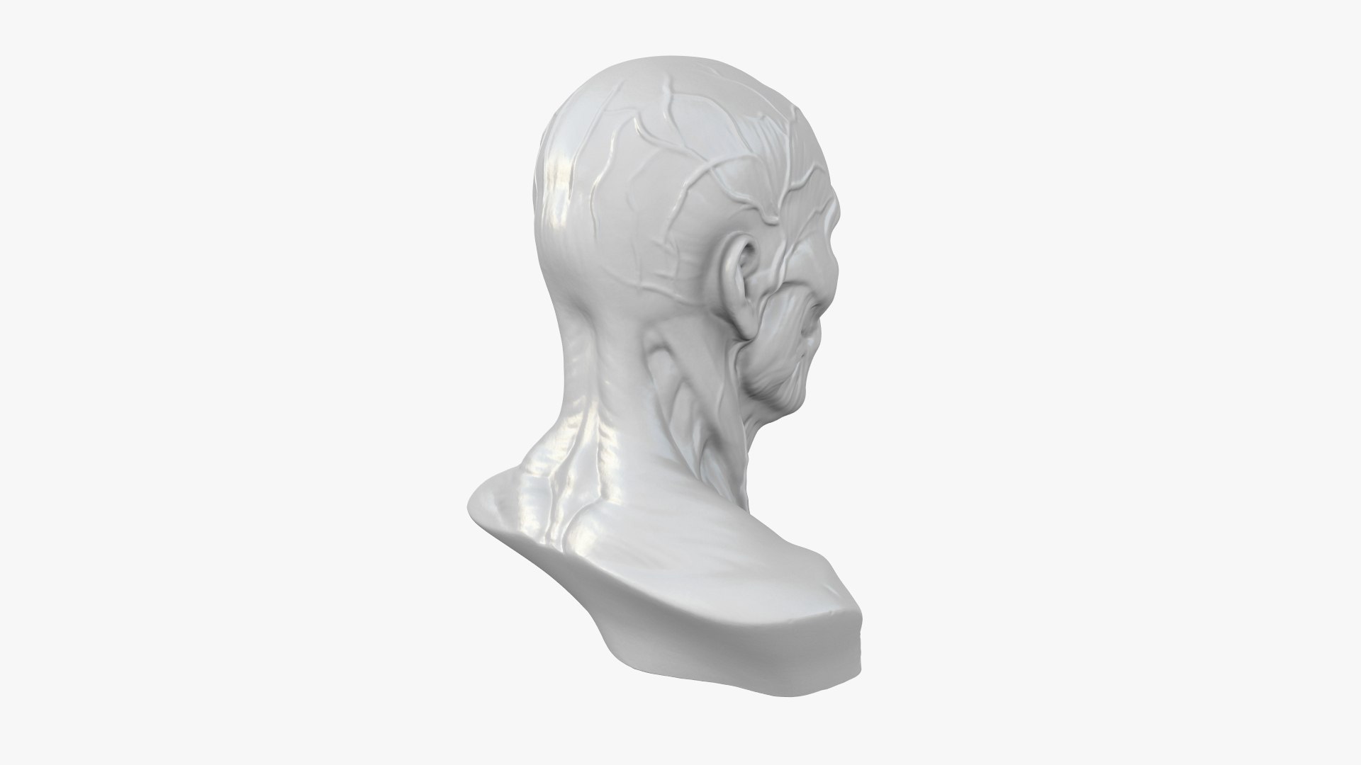 Human Head Anatomy 3D model - TurboSquid 1837458