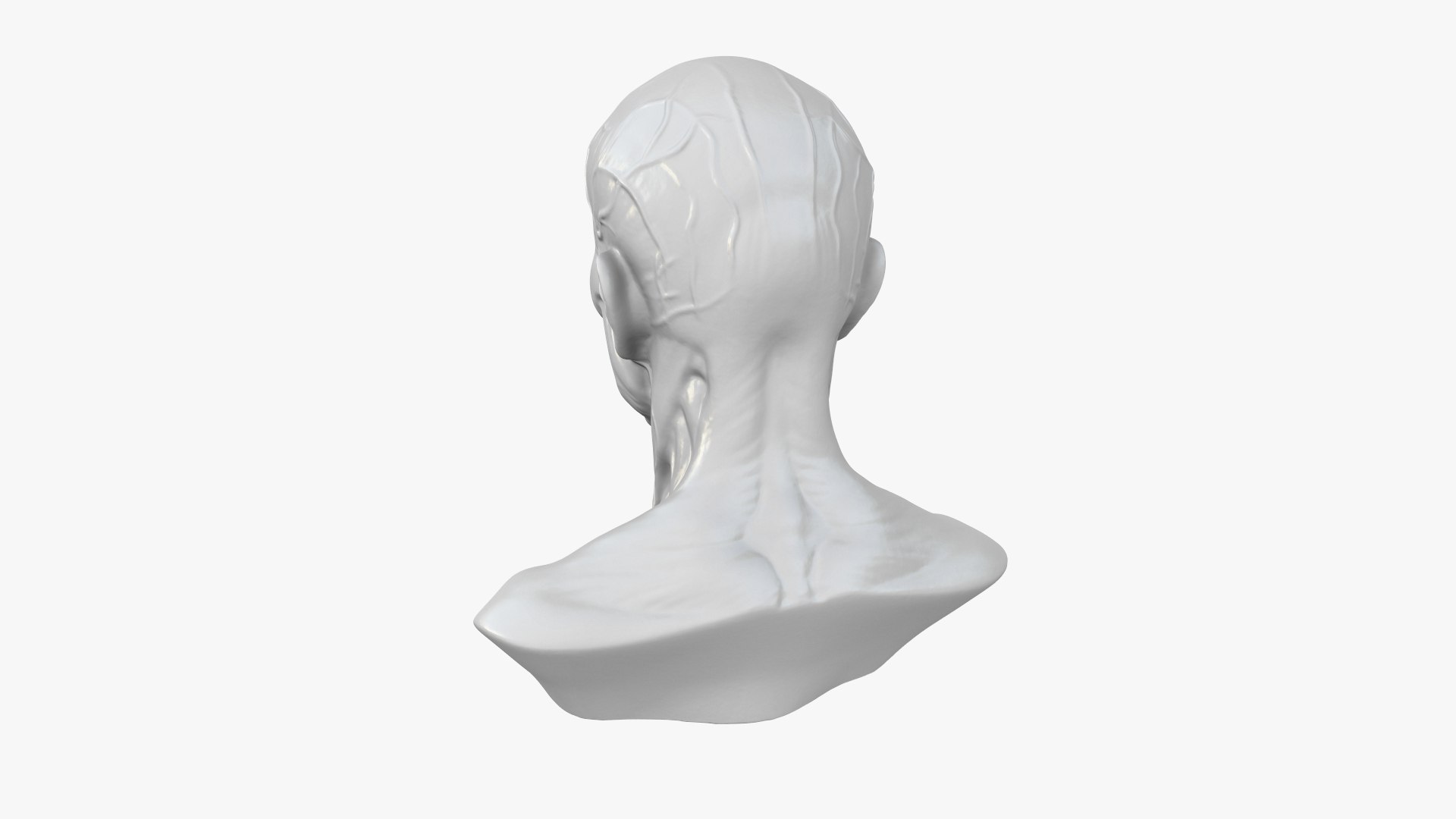 Human Head Anatomy 3D model - TurboSquid 1837458