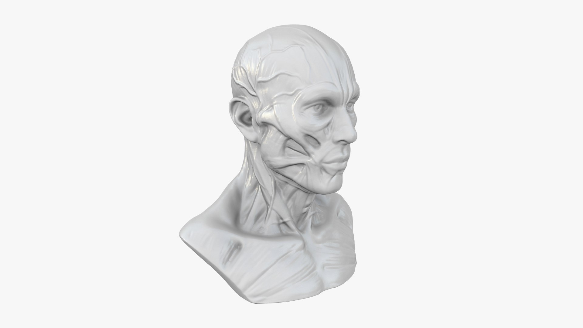 Human Head Anatomy 3D model - TurboSquid 1837458
