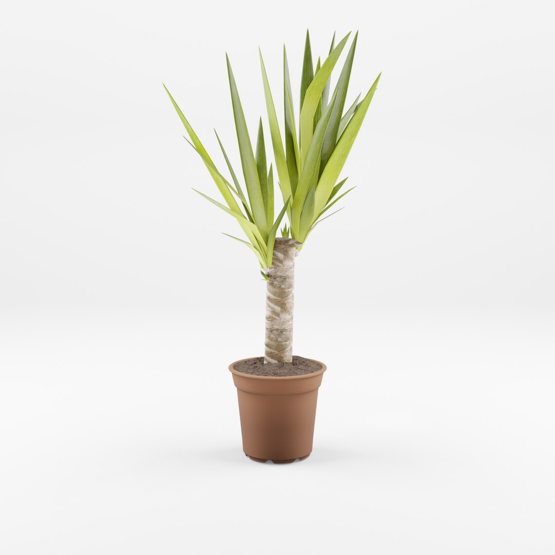 3D Yucca Elephantipes Single Stem Model - TurboSquid 2252273