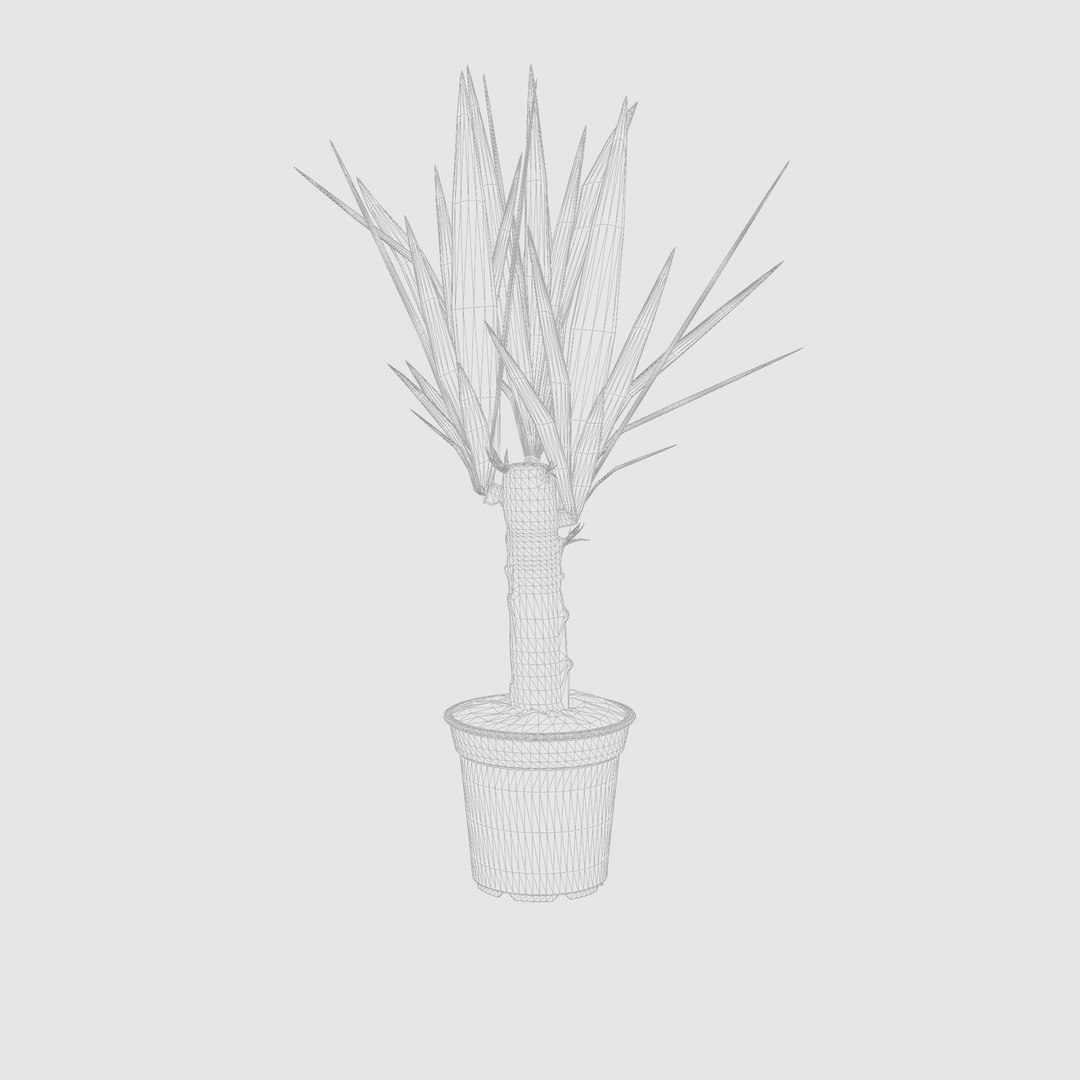 3D Yucca Elephantipes Single Stem Model - TurboSquid 2252273
