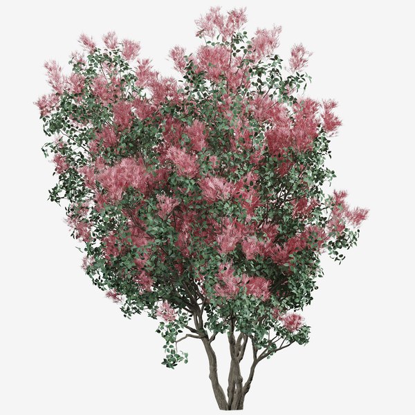 3D Set of Coral Bark Maple or Yellow Japanese Maple Tree - 2 Trees ...