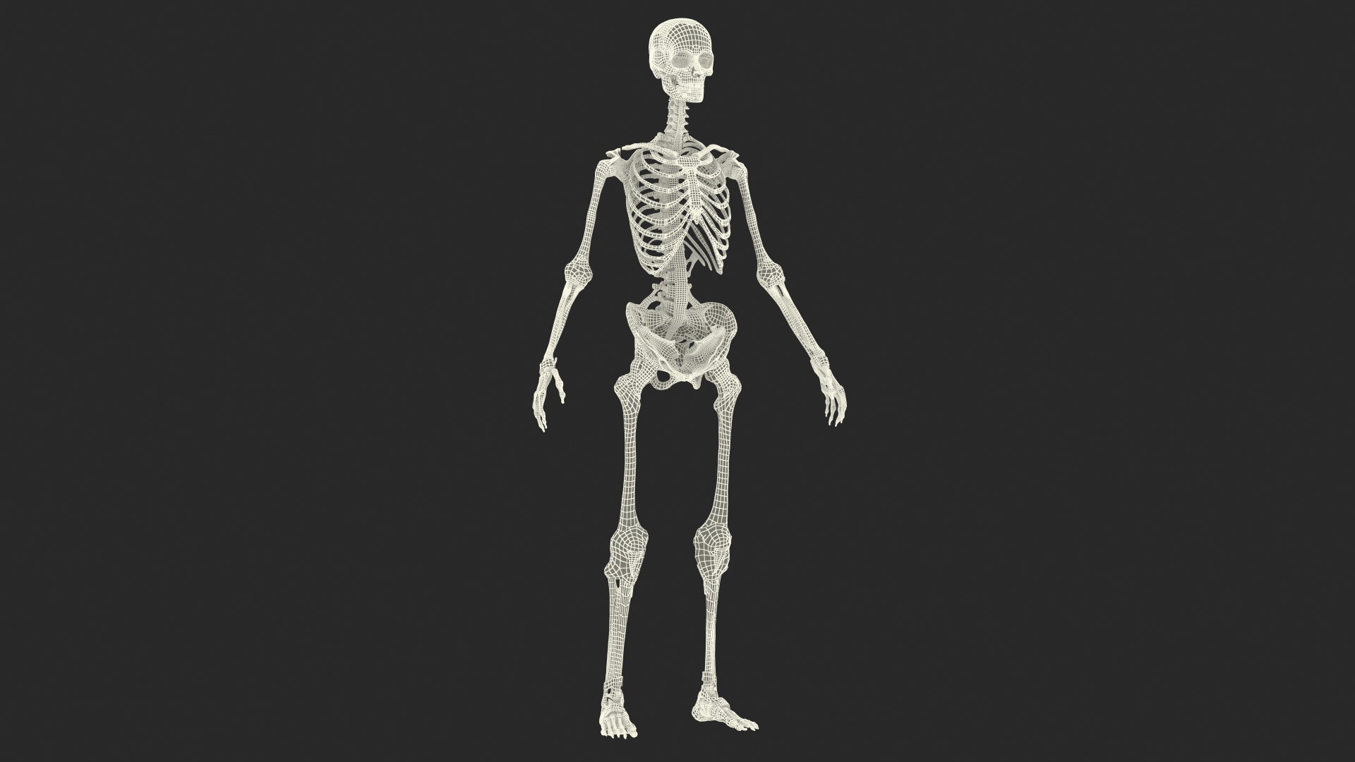 3D Skeleton With Tissue Model - TurboSquid 1853457