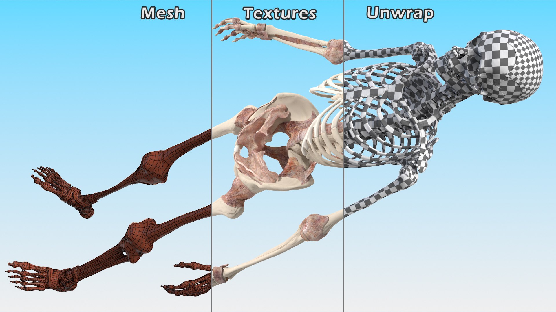 3D Skeleton with Tissue model - TurboSquid 1853457